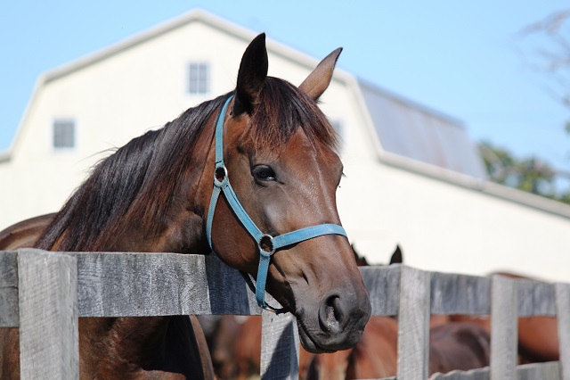 Hanover Shoe Farms | Gallery