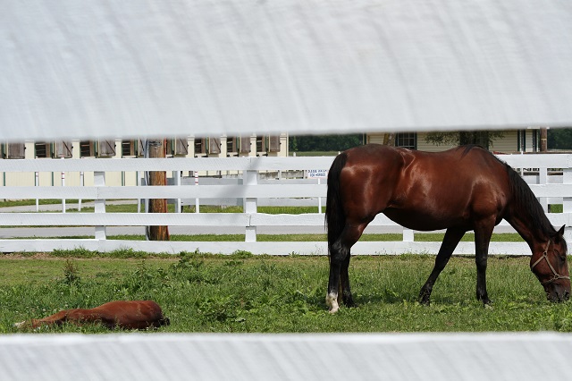 Hanover Shoe Farms | Gallery