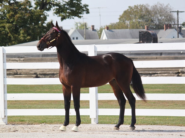 Hanover Shoe Farms | Gallery